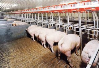 Simultaneous feeding for sows - Equipment for boars, sows, gestation ...