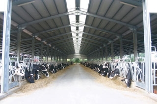 Stalla libera: corsie, vasche abbeveraggio, mangiatoie, cuccette